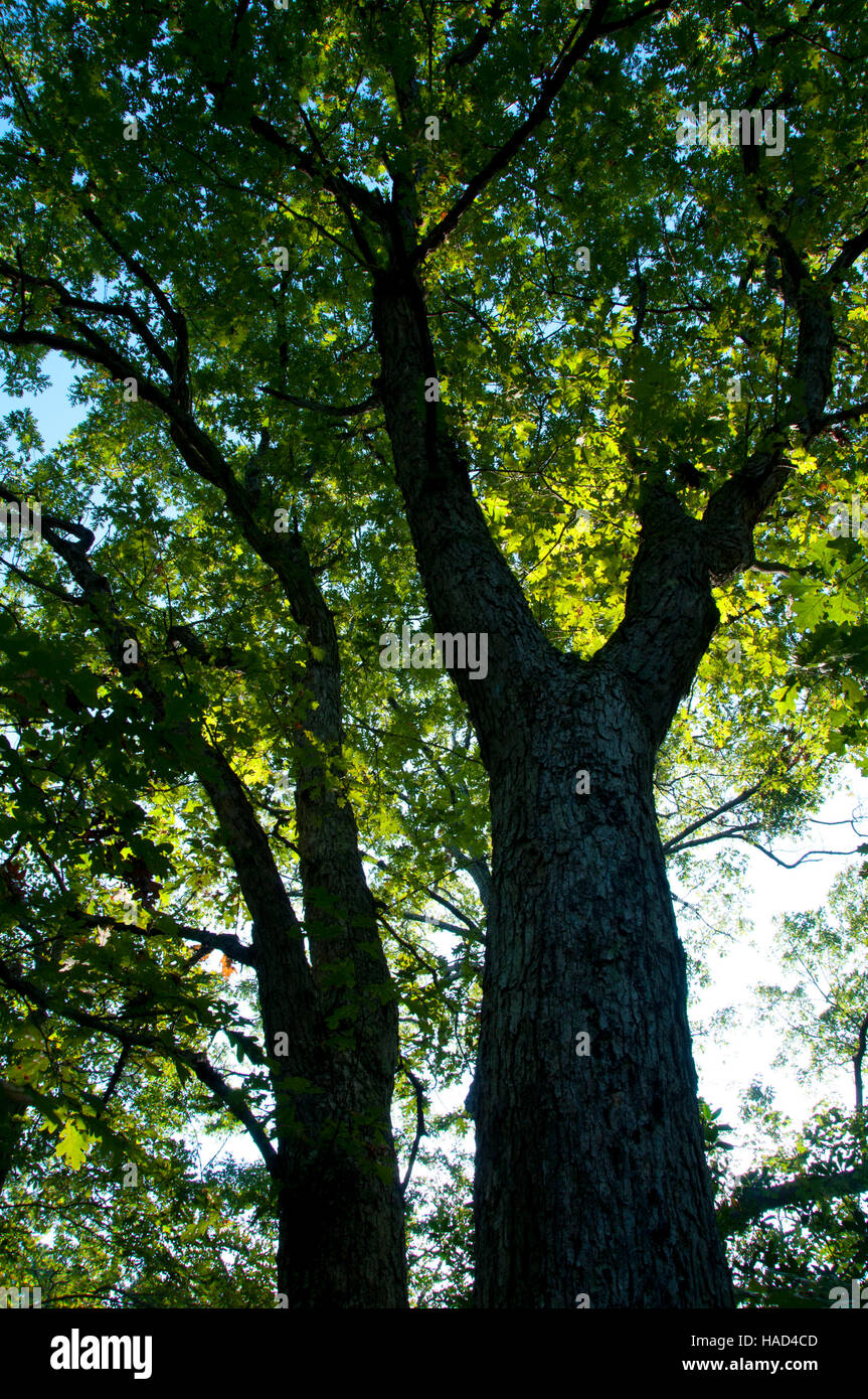Oak, Great Swamp Management Area, Rhode Island Stock Photo - Alamy