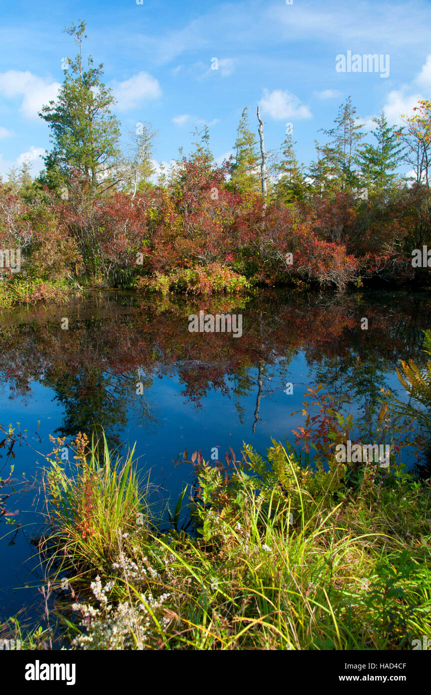 Great swamp rhode island hi-res stock photography and images - Alamy