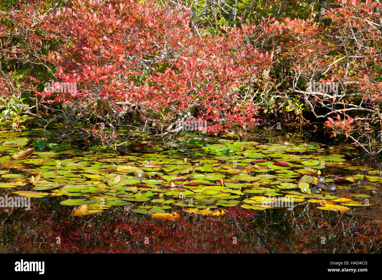 Swamp, Great Swamp Management Area, Rhode Island Stock Photo - Alamy
