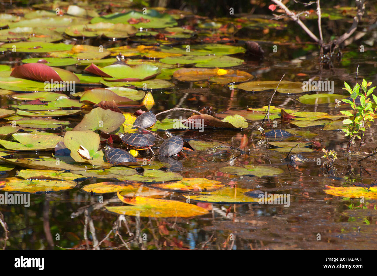 Turtles, Great Swamp Management Area, Rhode Island Stock Photo - Alamy