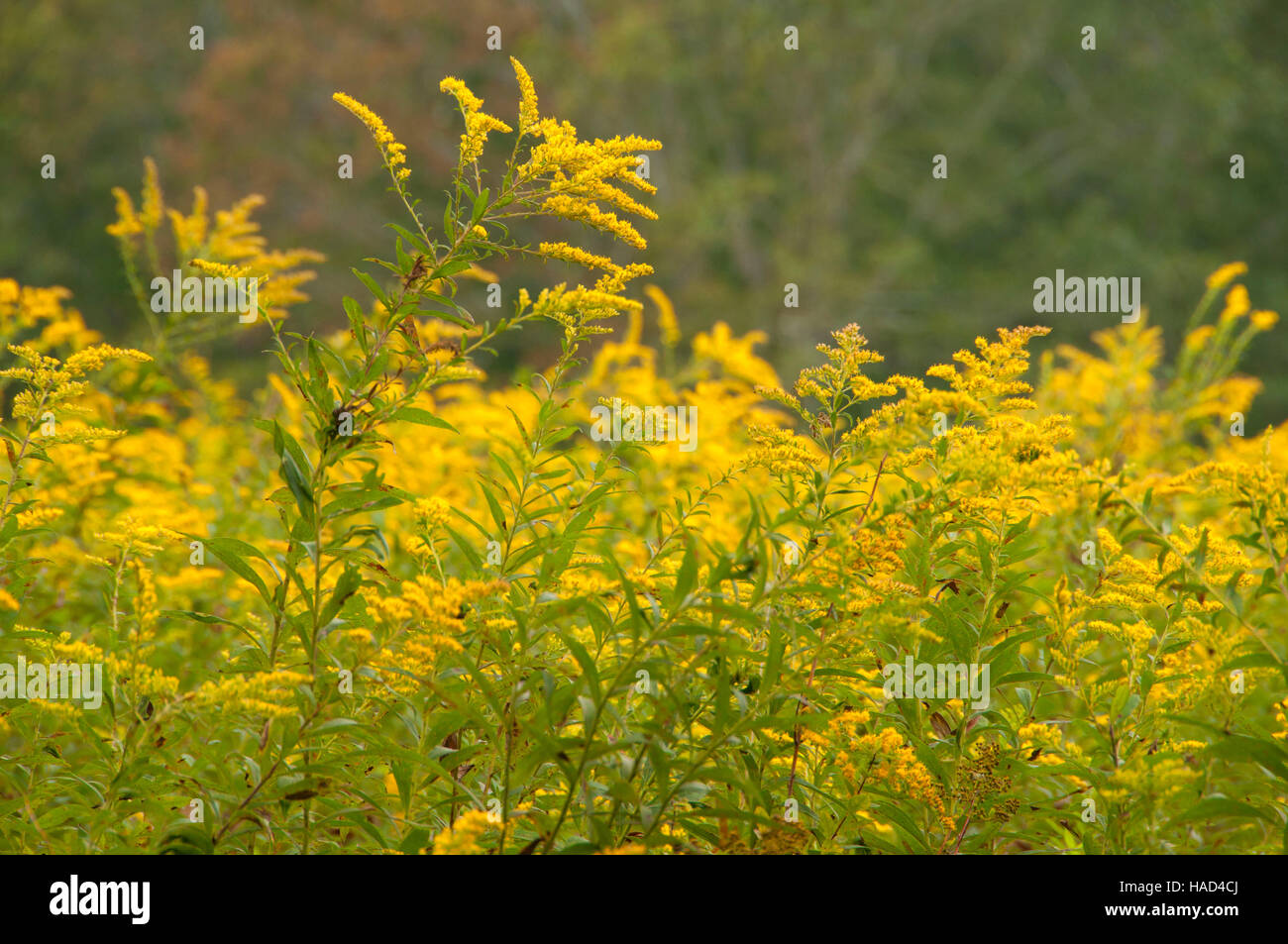 Goldenrod, Great Swamp Management Area, Rhode Island Stock Photo - Alamy