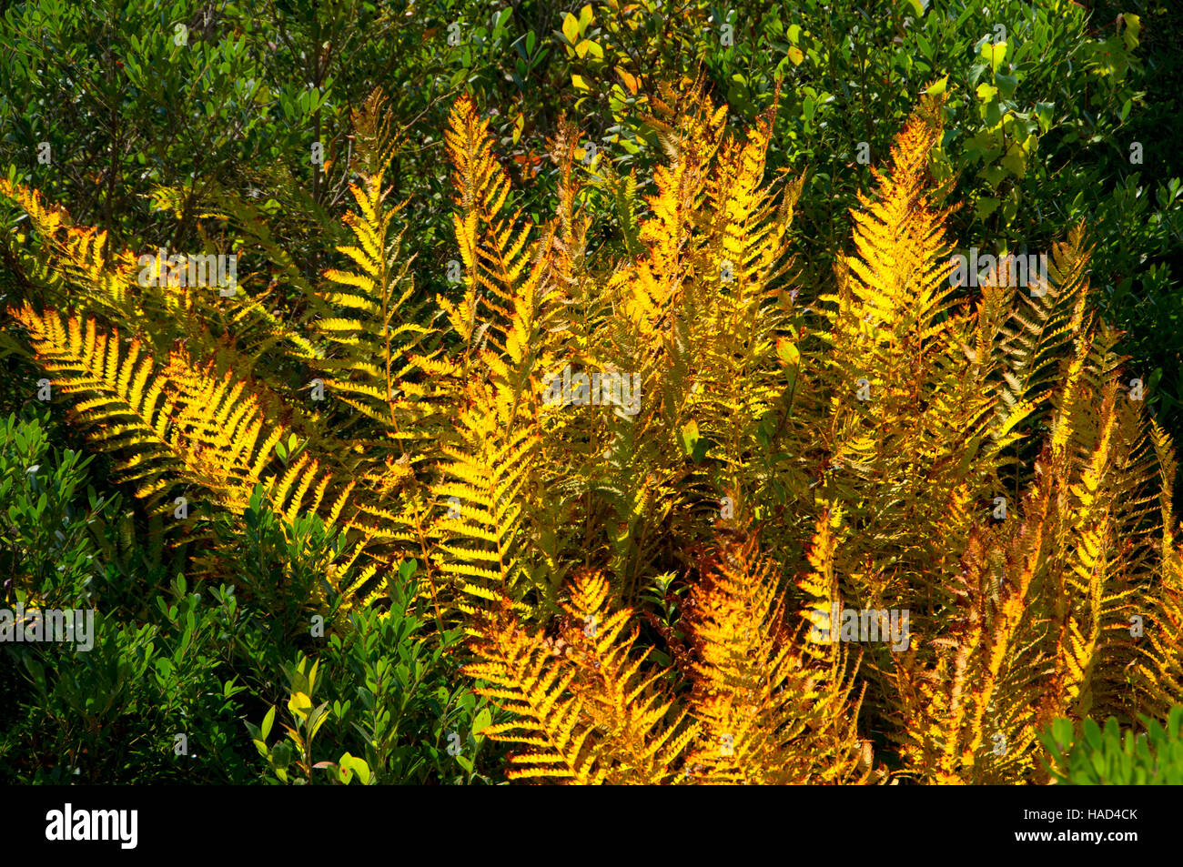 Ferns, Great Swamp Management Area, Rhode Island Stock Photo - Alamy