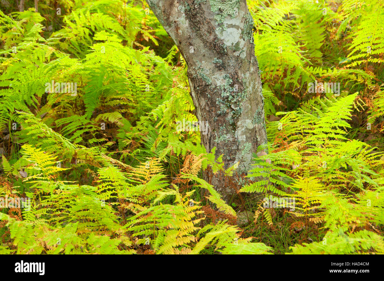 Trail great swamp management area hi-res stock photography and images ...