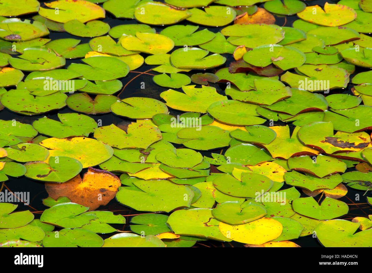 Waterlilies, Great Swamp Management Area, Rhode Island Stock Photo - Alamy