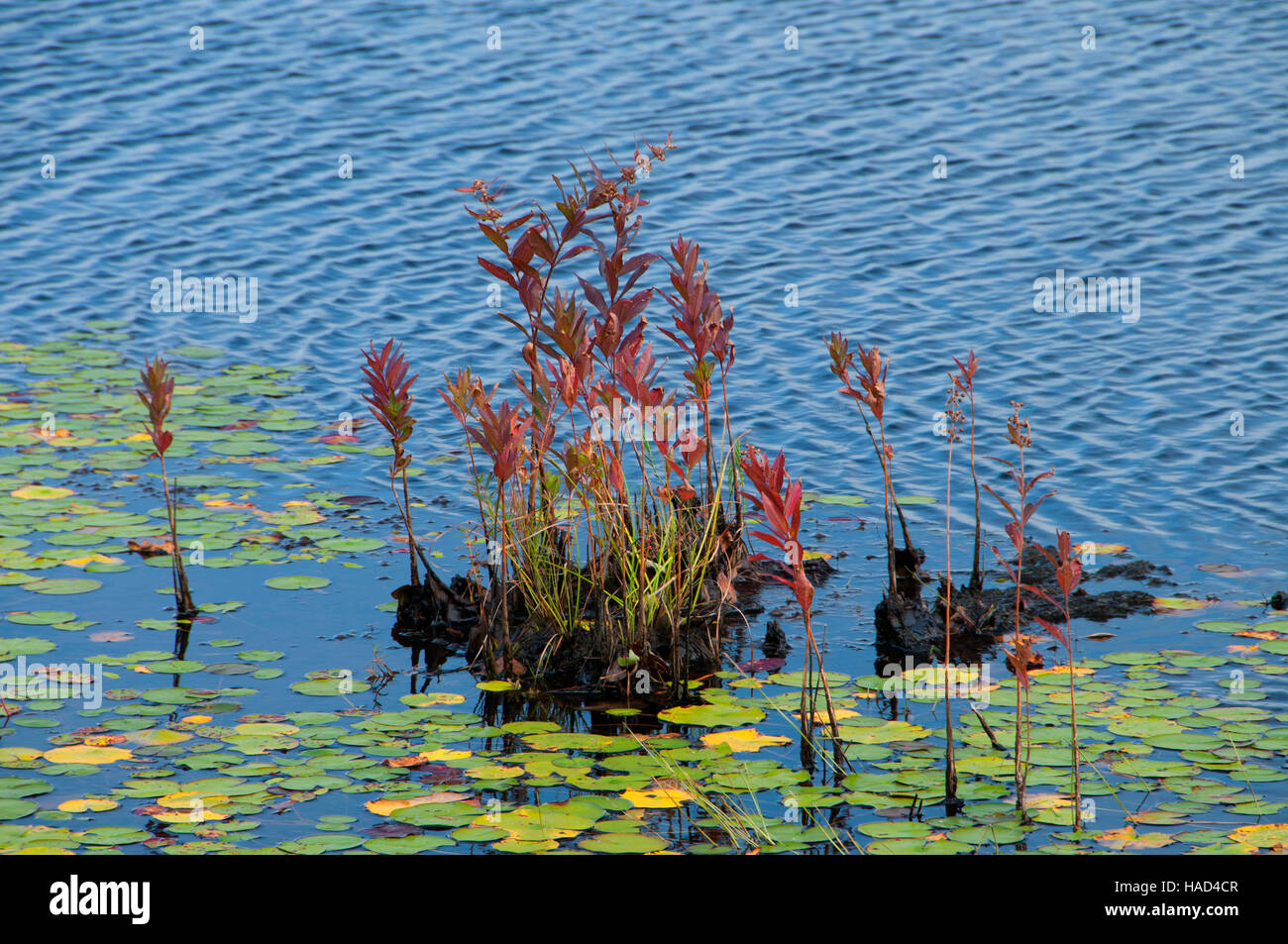 Trail great swamp management area hi-res stock photography and images ...