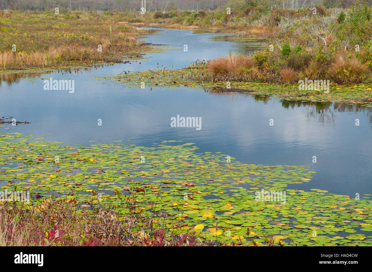 Great Swamp, Great Swamp Management Area, Rhode Island Stock Photo - Alamy