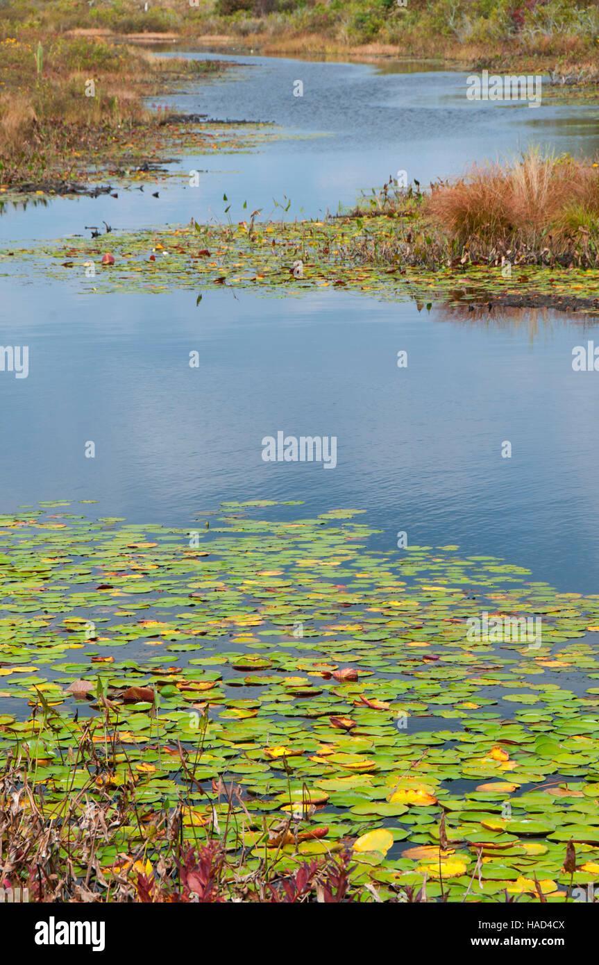 Great Swamp, Great Swamp Management Area, Rhode Island Stock Photo - Alamy