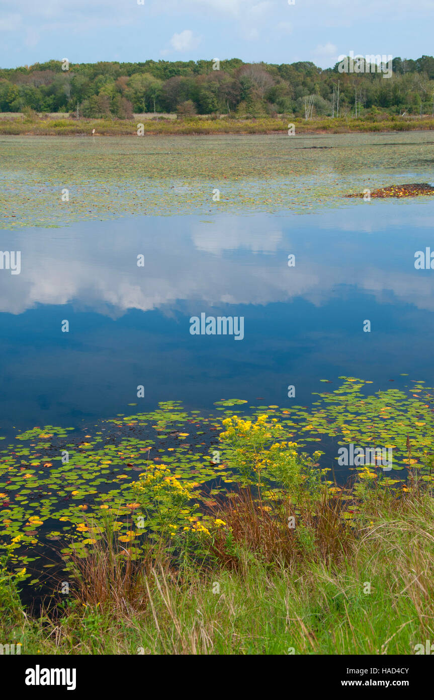 Great Swamp, Great Swamp Management Area, Rhode Island Stock Photo - Alamy
