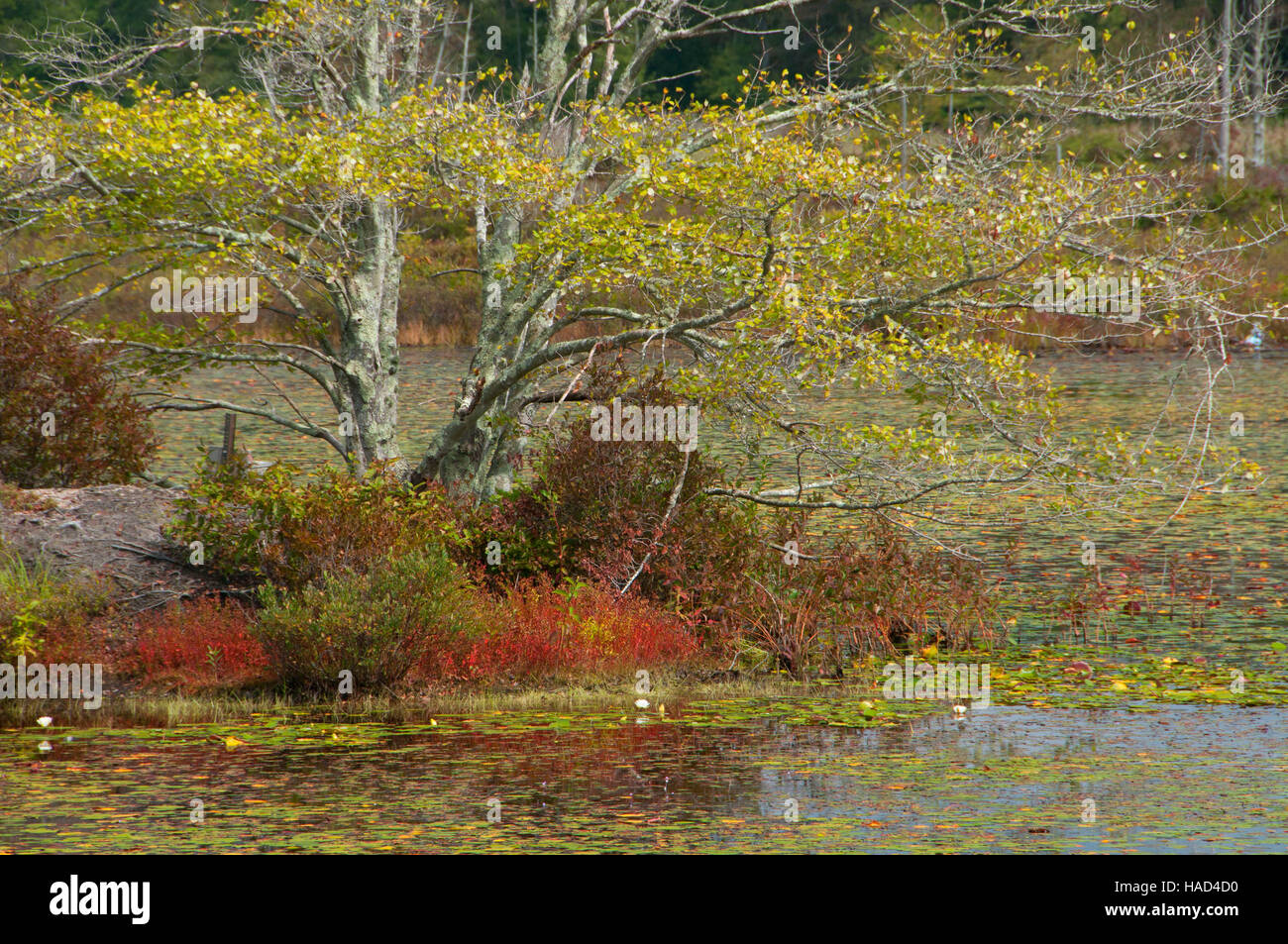 Great Swamp, Great Swamp Management Area, Rhode Island Stock Photo - Alamy