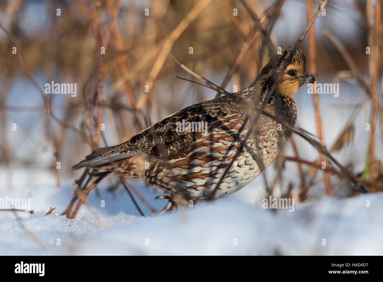 A Female Bobwhite Quail walking on snow Stock Photo - Alamy