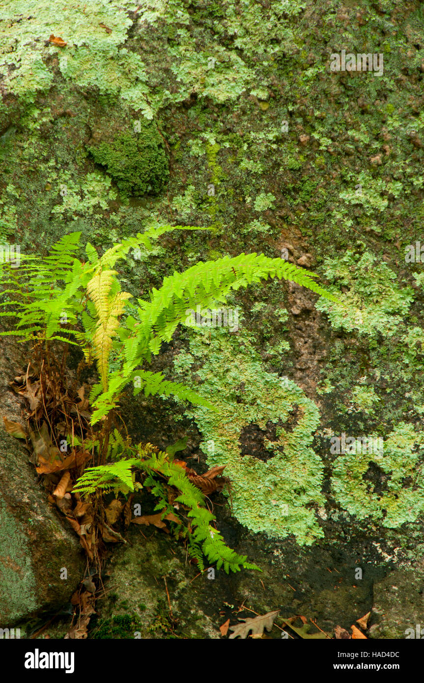 Fern with lichen on rock, Arcadia Management Area, Rhode Island Stock ...