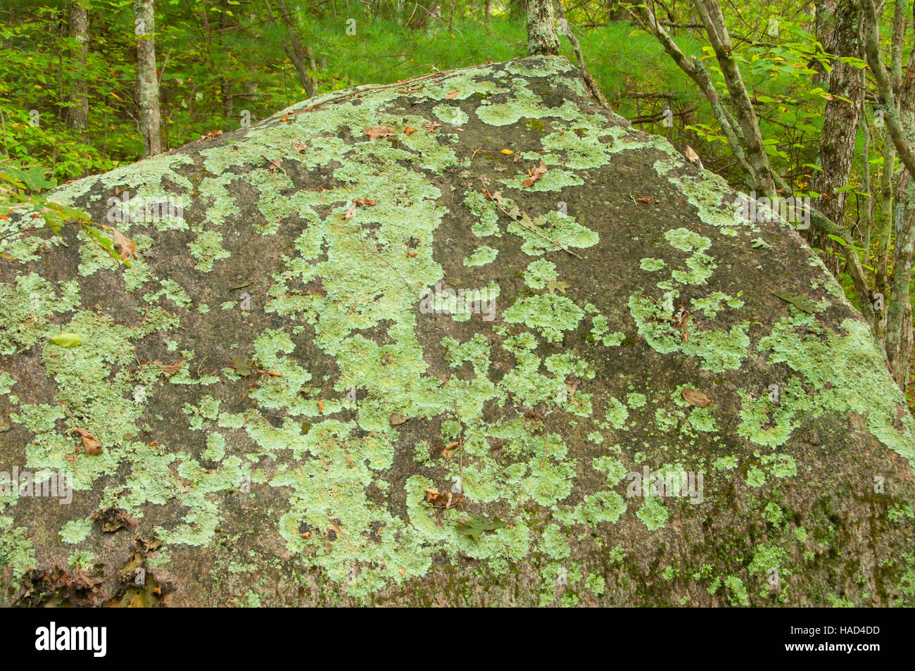 Rock with crustose lichen hi-res stock photography and images - Alamy