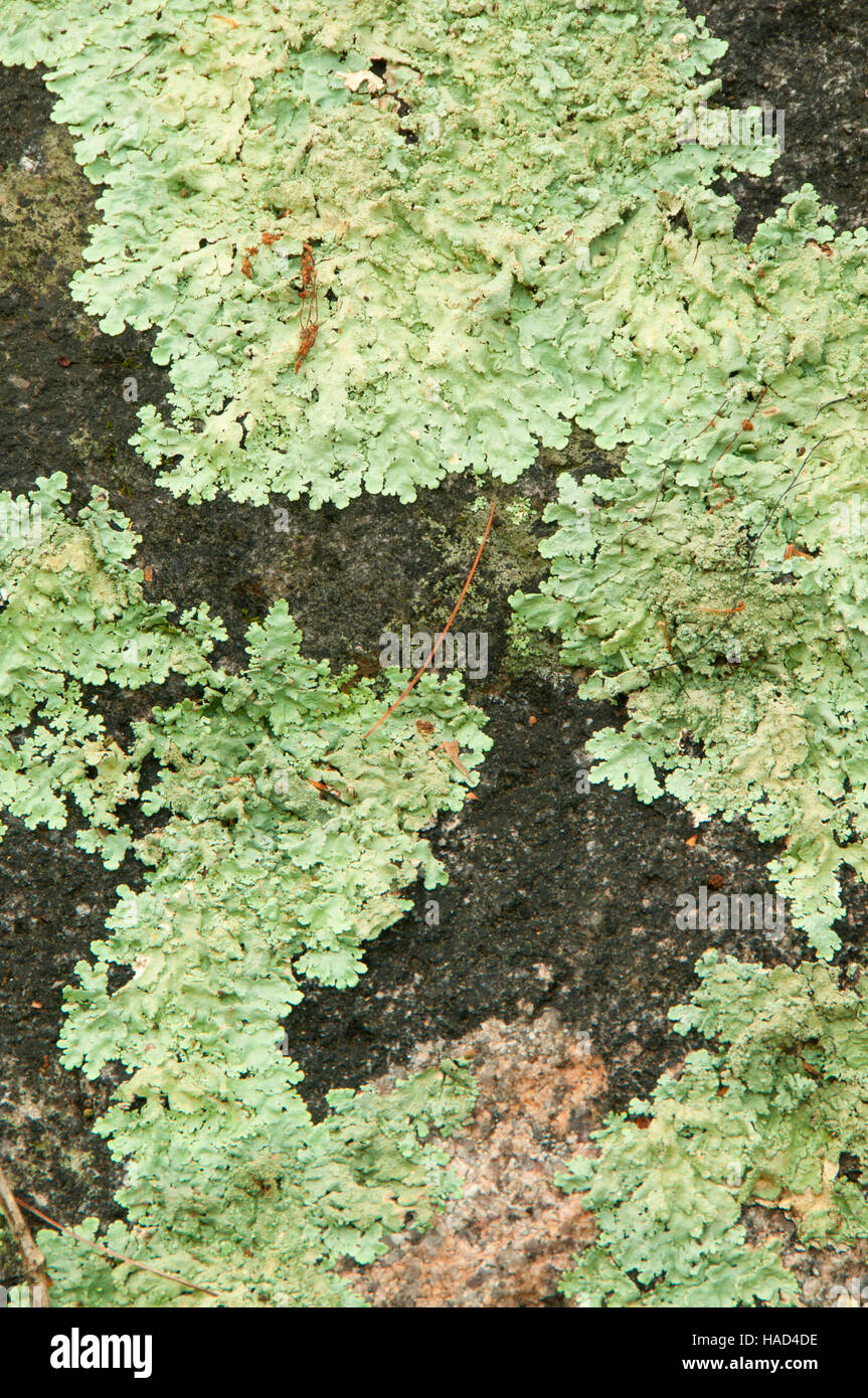 Crustose lichens on rock, Arcadia Management Area, Rhode Island Stock ...