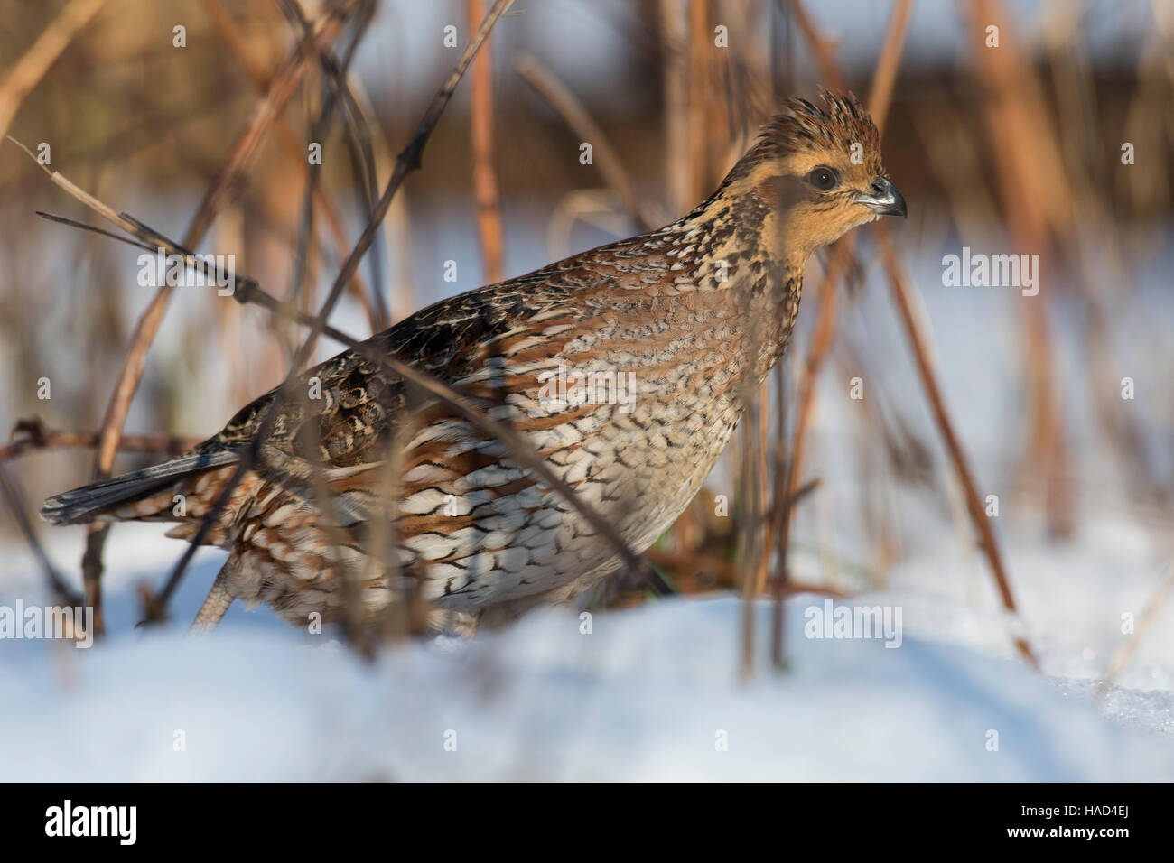 A Female Bobwhite Quail walking on snow Stock Photo - Alamy