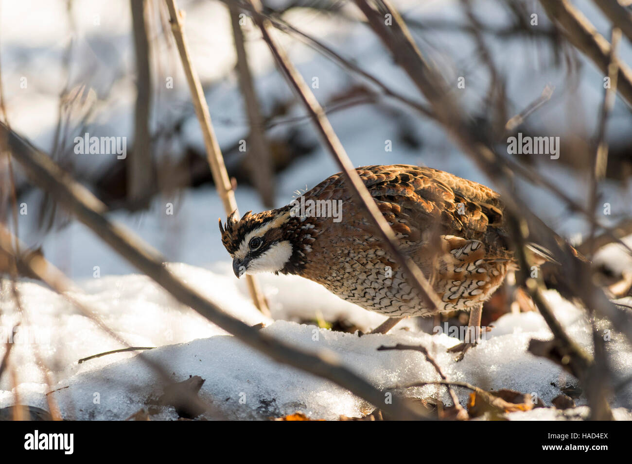 A Male Bobwhite Quail on a snowy winter day Stock Photo - Alamy