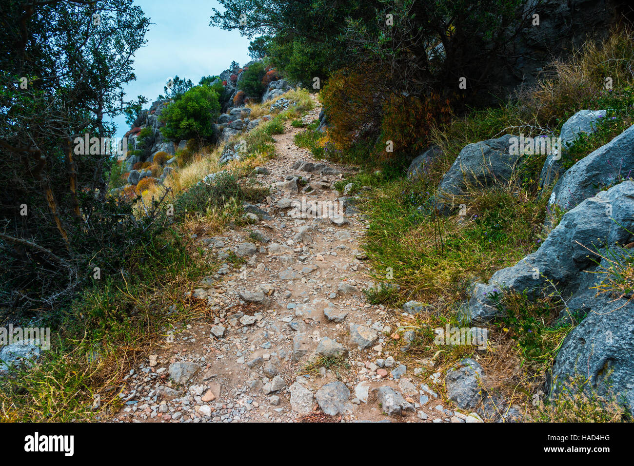 Landscape with trees and stones Stock Photo - Alamy