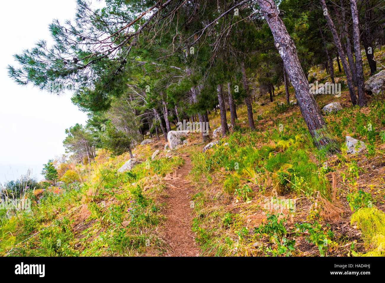 Landscape with trees and stones Stock Photo - Alamy