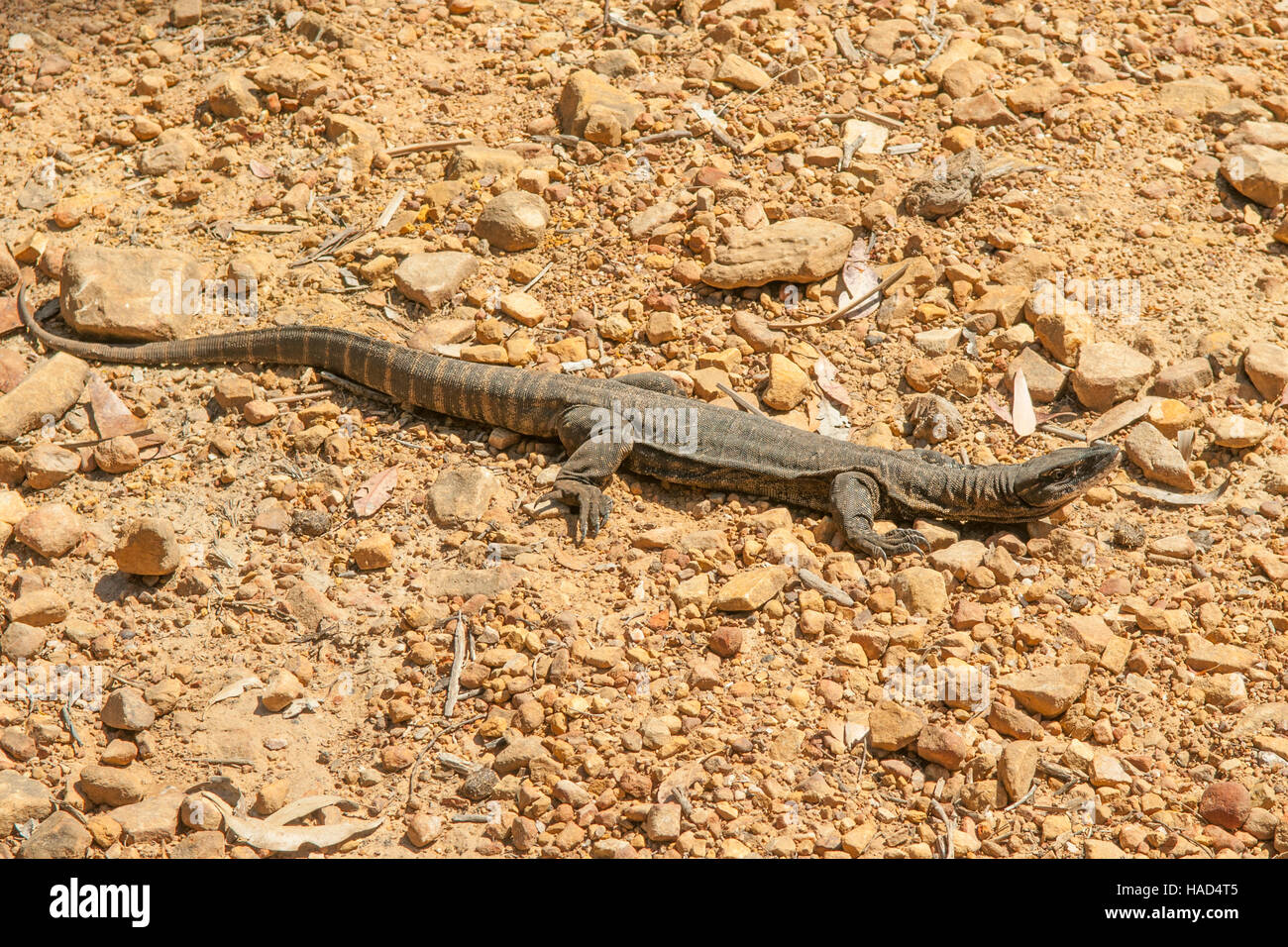 Heath Monitor, Vaaranus rosenbergi on Waterfall Creek Track, Kangaroo ...