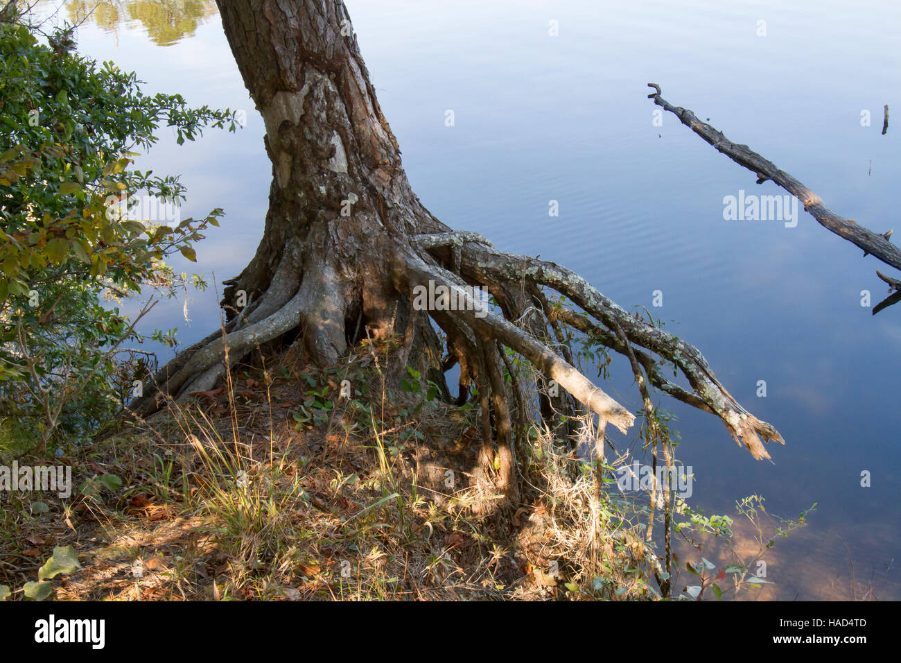 Tree root roots erosion bank hi-res stock photography and images - Alamy