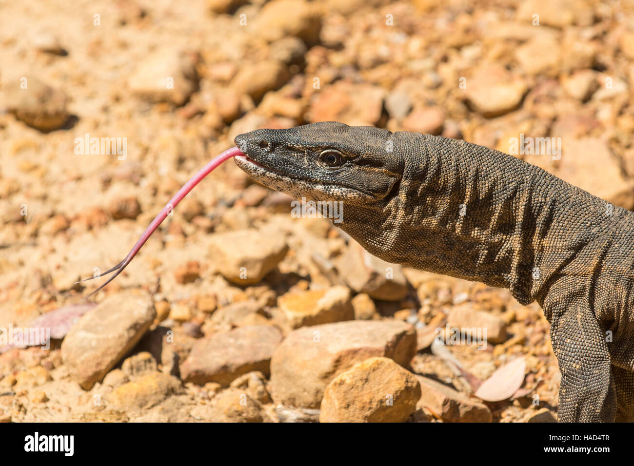 Heath Monitor, Vaaranus rosenbergi on Waterfall Creek Track, Kangaroo ...