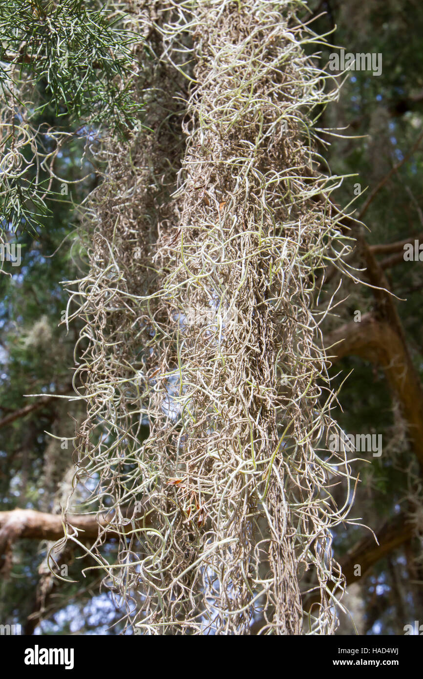 Moss hanging from tree hi-res stock photography and images - Alamy