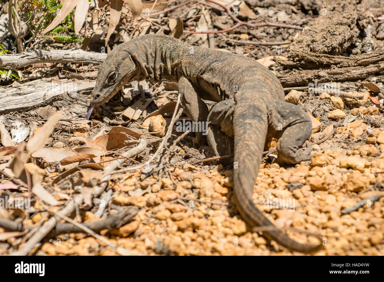 Heath Monitor, Varanus rosenbergi in Flinders Chase NP, Kangaroo Island ...