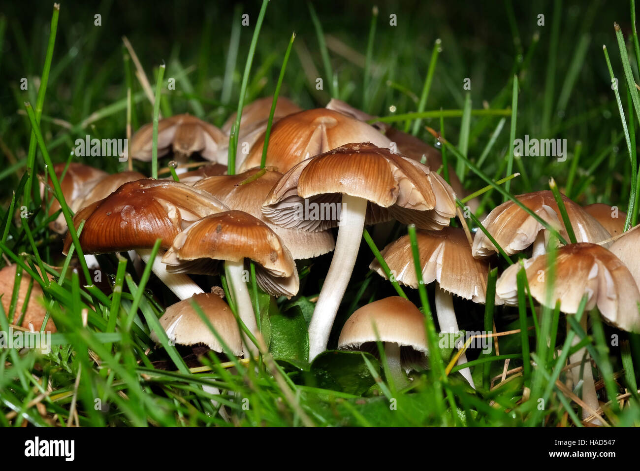 Small clump of toadstools on lawn Stock Photo - Alamy