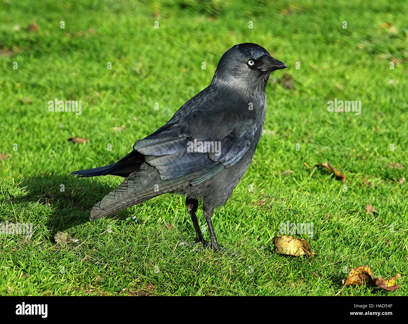 Jackdaw. This is a small, black crow with a distinctive silvery sheen ...