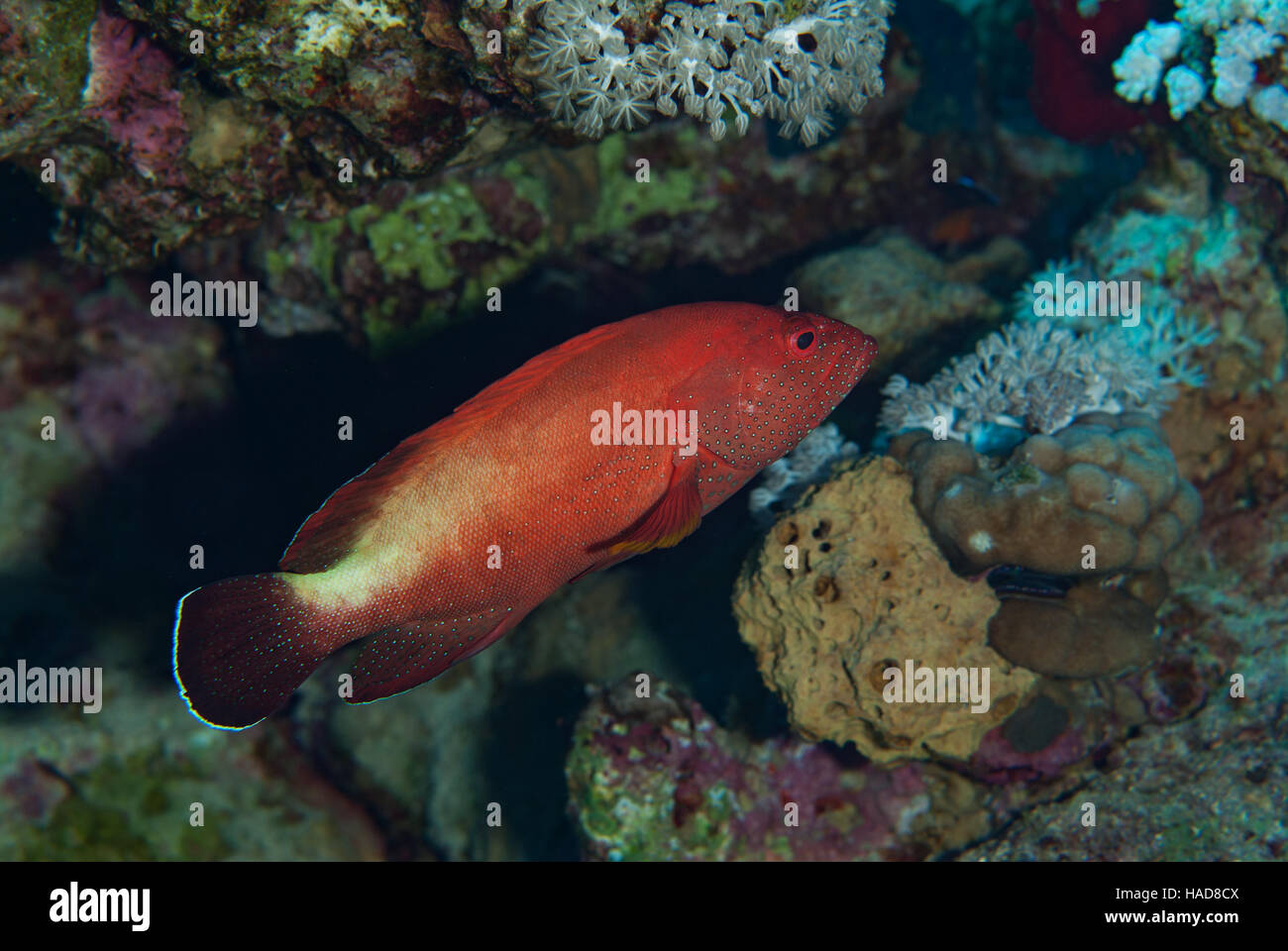 Cephalopholis hemistiktos red sea hi-res stock photography and images ...