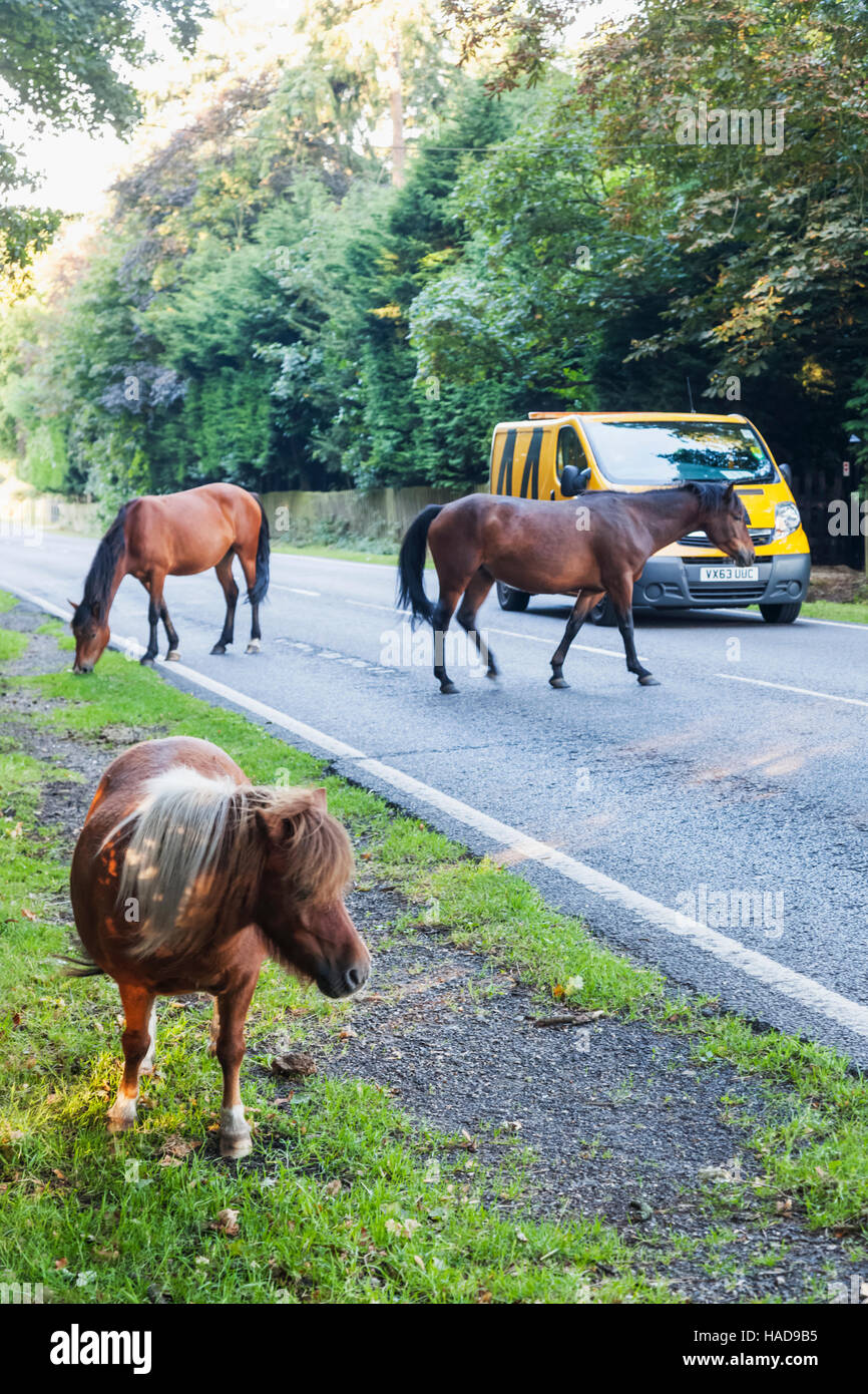 England, Hampshire, New Forest, Ponies Walking on Road Stock Photo - Alamy