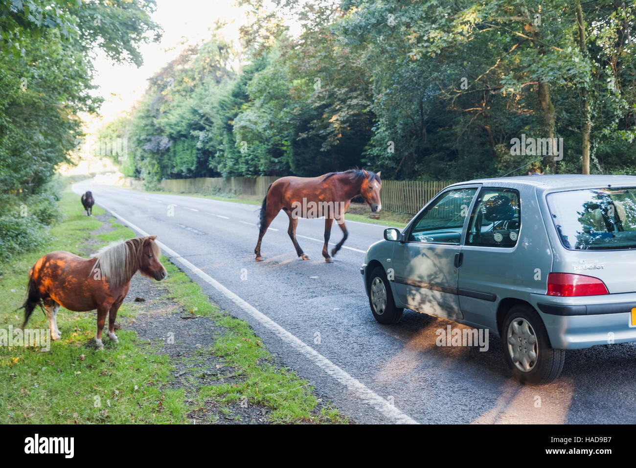 England, Hampshire, New Forest, Ponies Walking on Road Stock Photo - Alamy