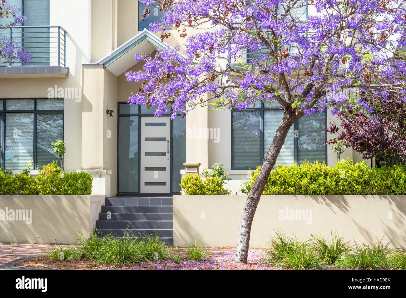 A jacaranda tree blooming in front of a townhouse in the suburb of ...