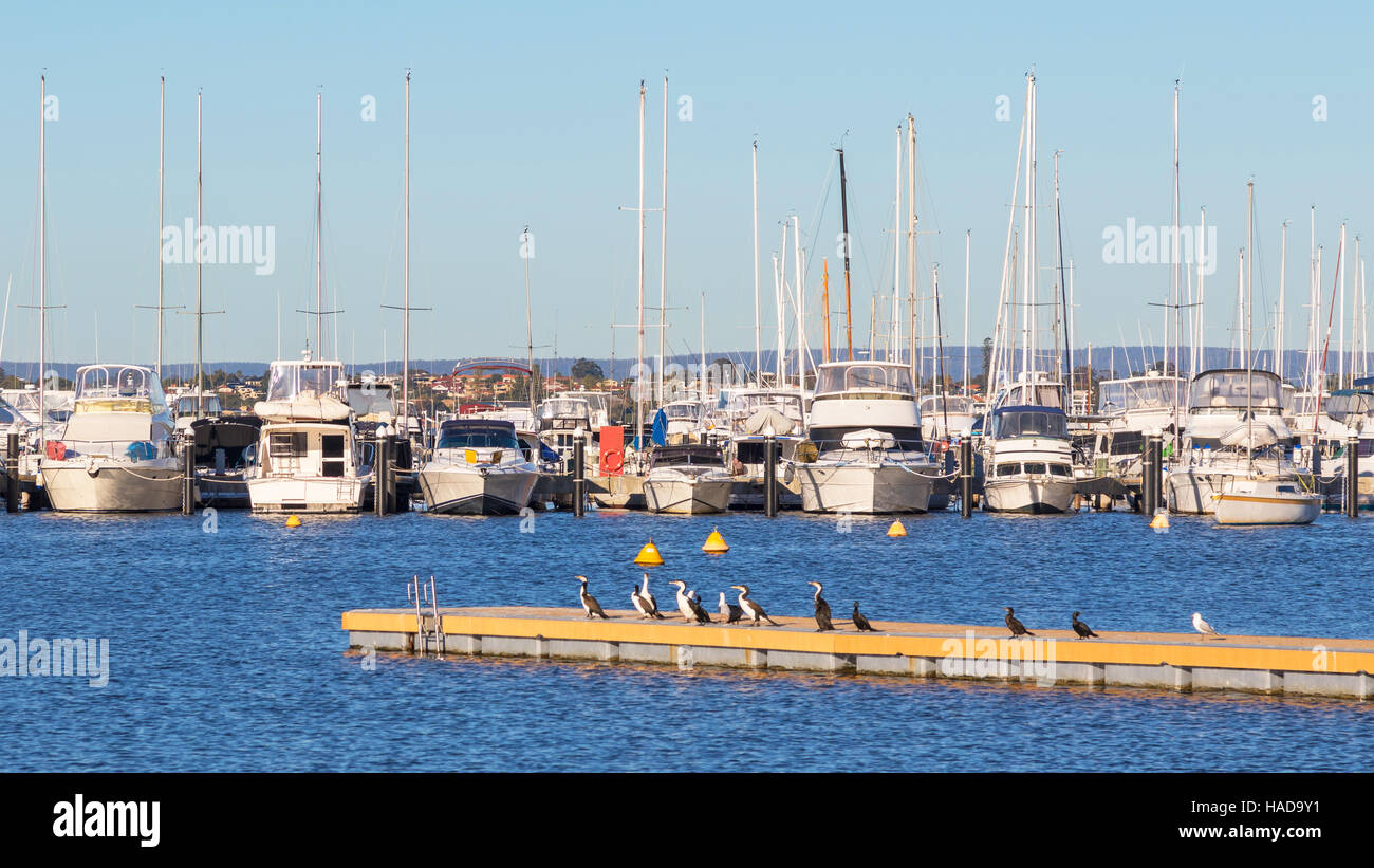 Boats lined up at their moorings in the Swan River in Perth, Western ...