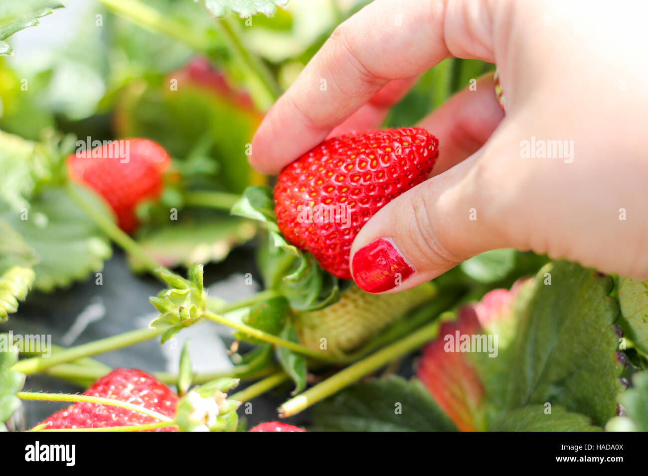 Woman hand picking a strawberry Stock Photo - Alamy