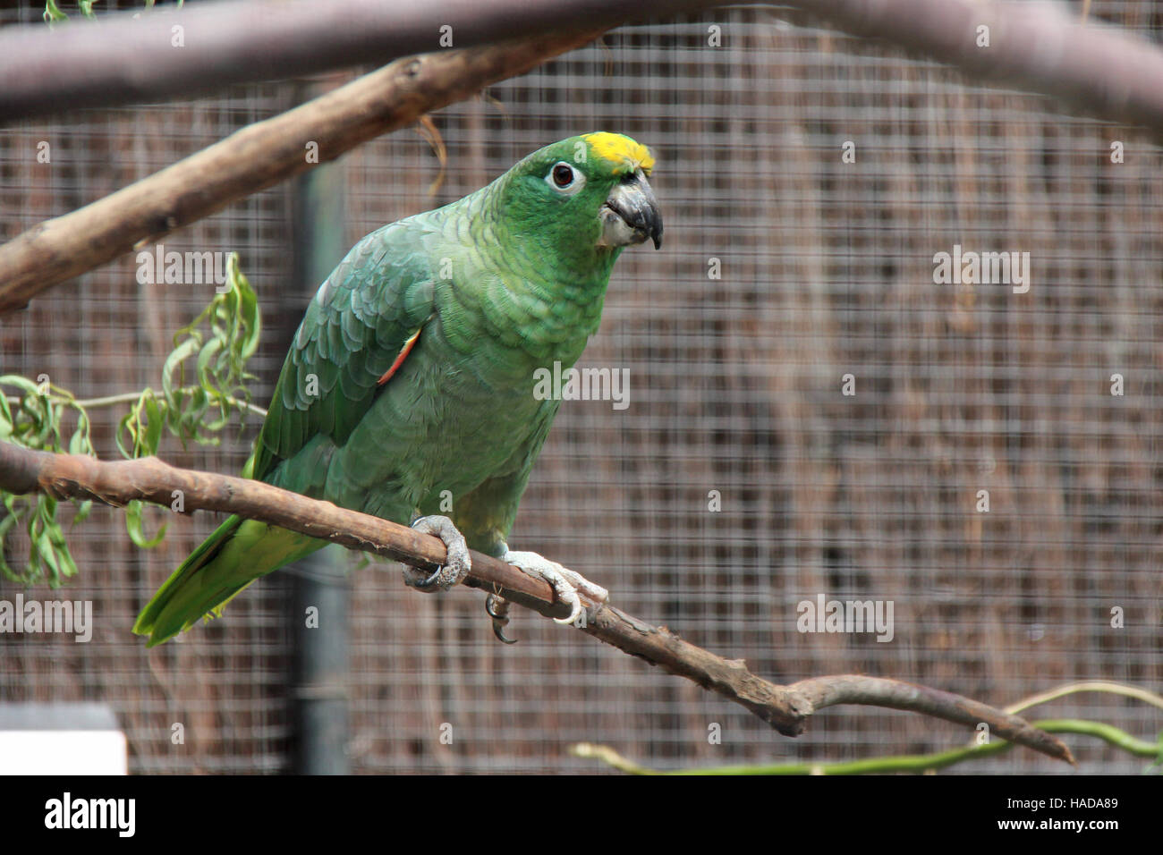 Oiseau animal jaune hi-res stock photography and images - Alamy