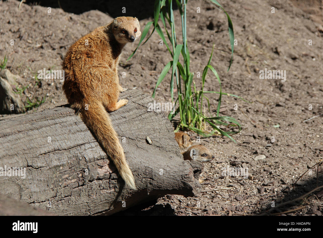 Yellow mongoose in a zoo in Lille (France Stock Photo - Alamy