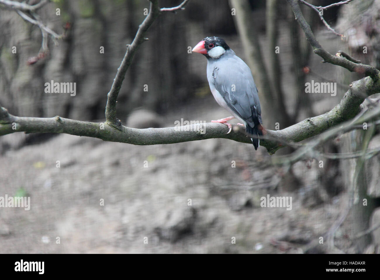 A Java sparrow in a zoo in Lille (France Stock Photo - Alamy