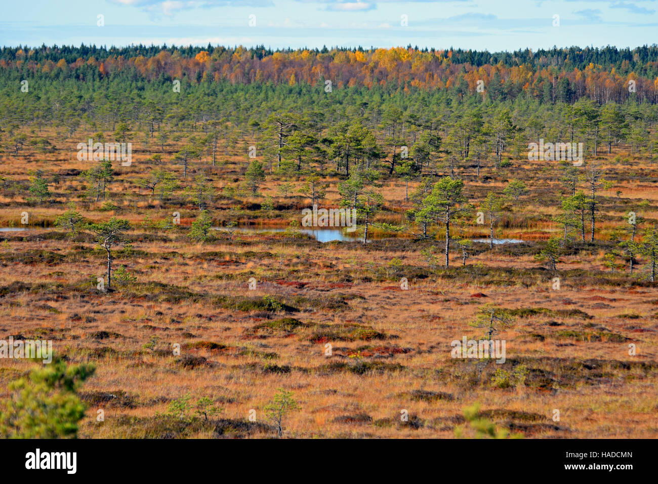 Bog Vajosuo in Kurjenrahka National Park, Finland Stock Photo - Alamy