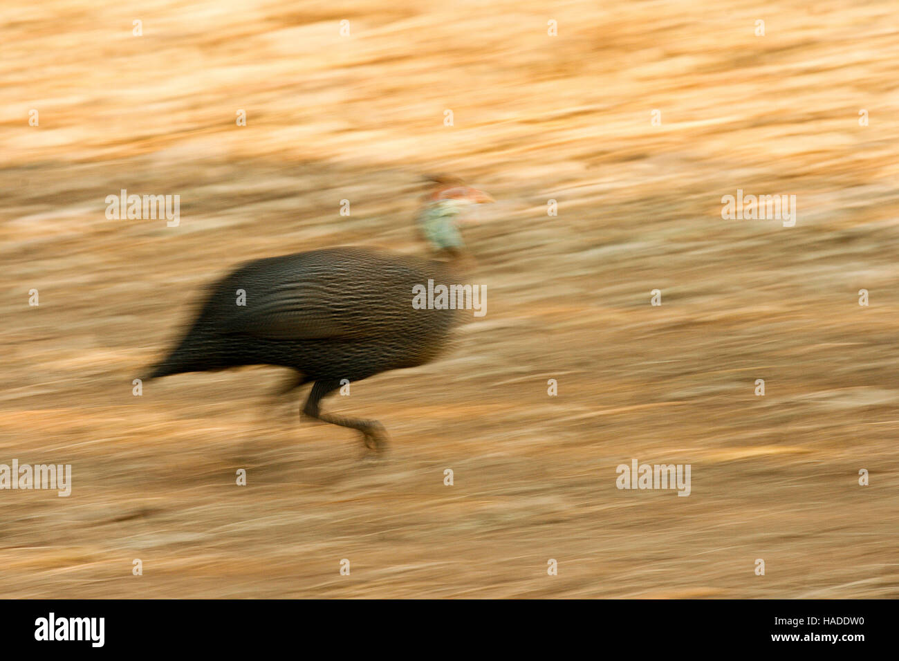 Zimbabwe birds hi-res stock photography and images - Alamy