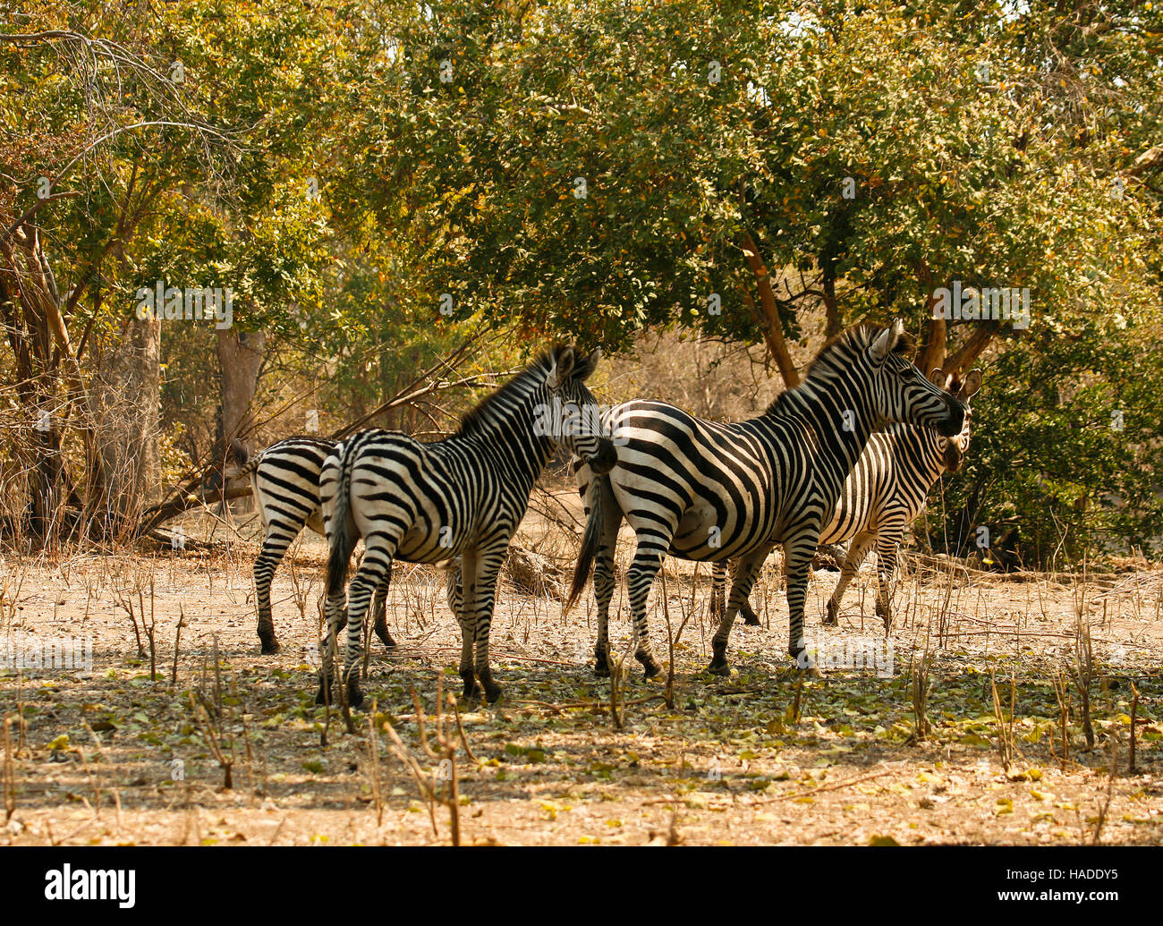 Zebras, Equus quagga. Mana Pools National Park. Zimbabwe Stock Photo ...