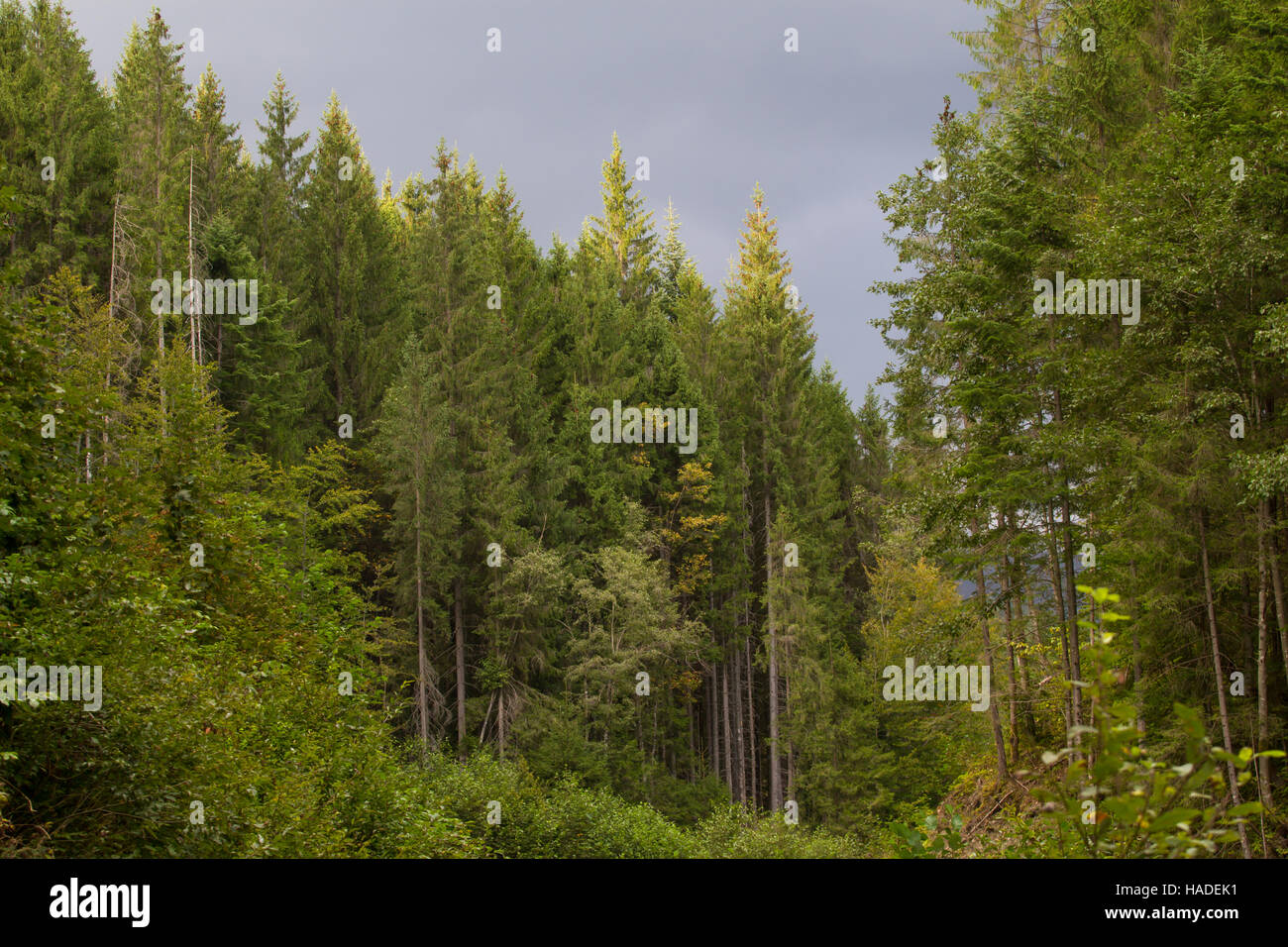 Spruce fir forest in the Ukrainian Carpathians. Sustainable clear ...