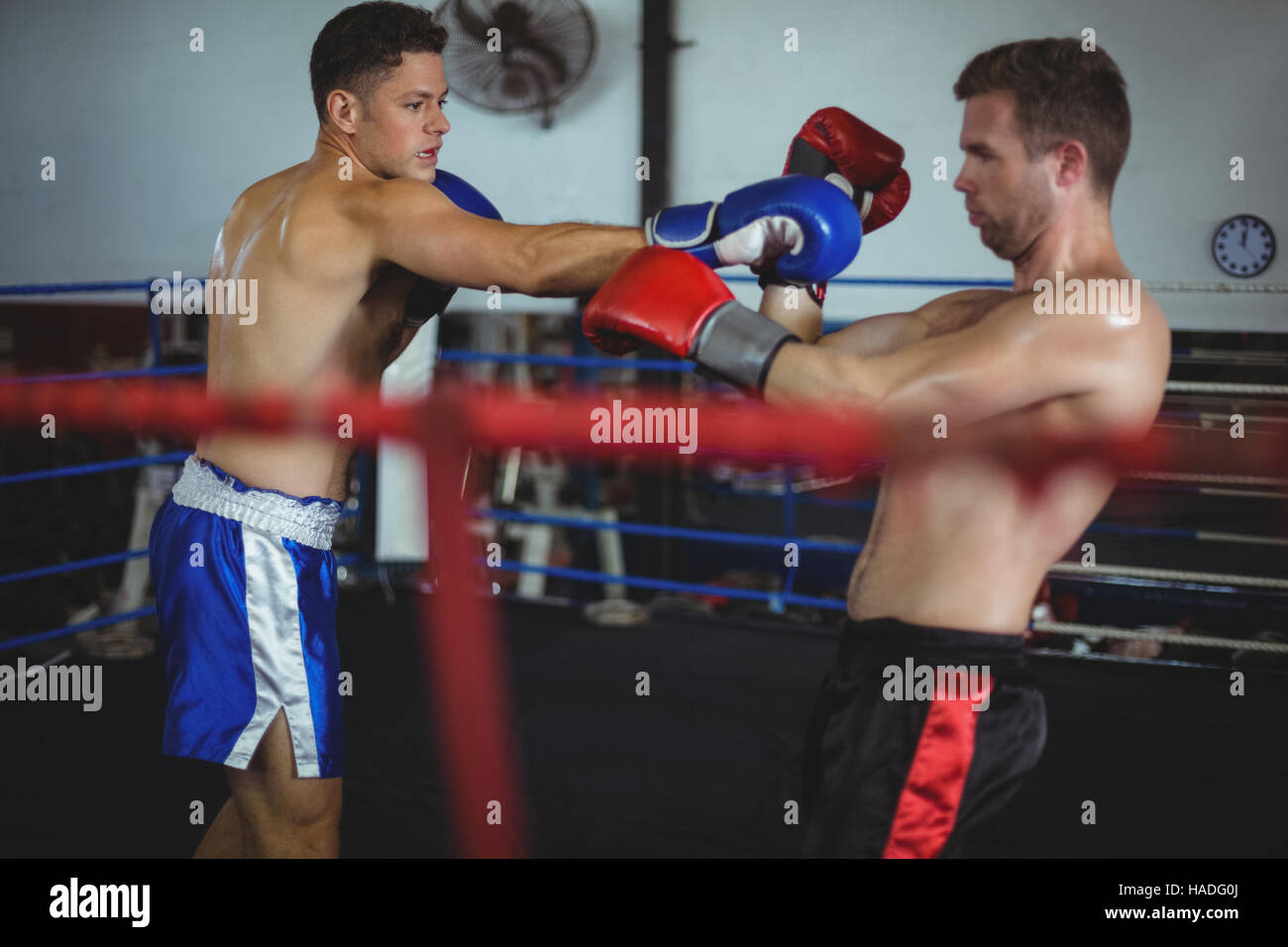 Boxers fighting in boxing ring Stock Photo - Alamy