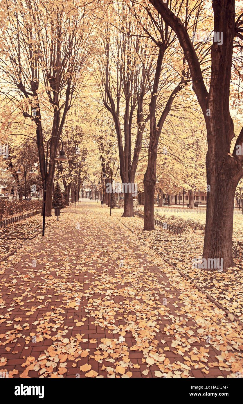 Red leaves on urban wall and autumn season Stock Photo - Alamy