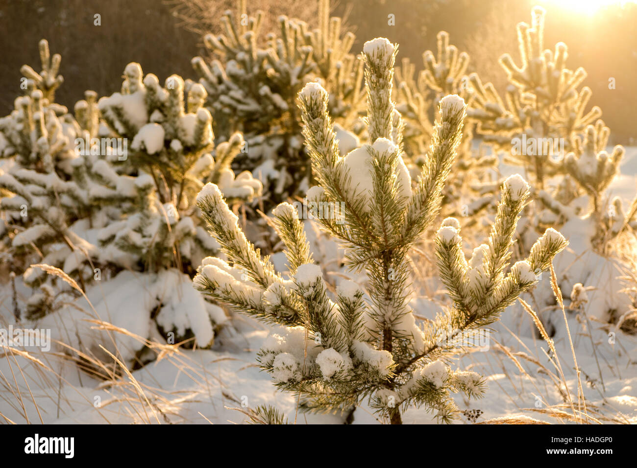 Young Fir Tree High Resolution Stock Photography and Images - Alamy
