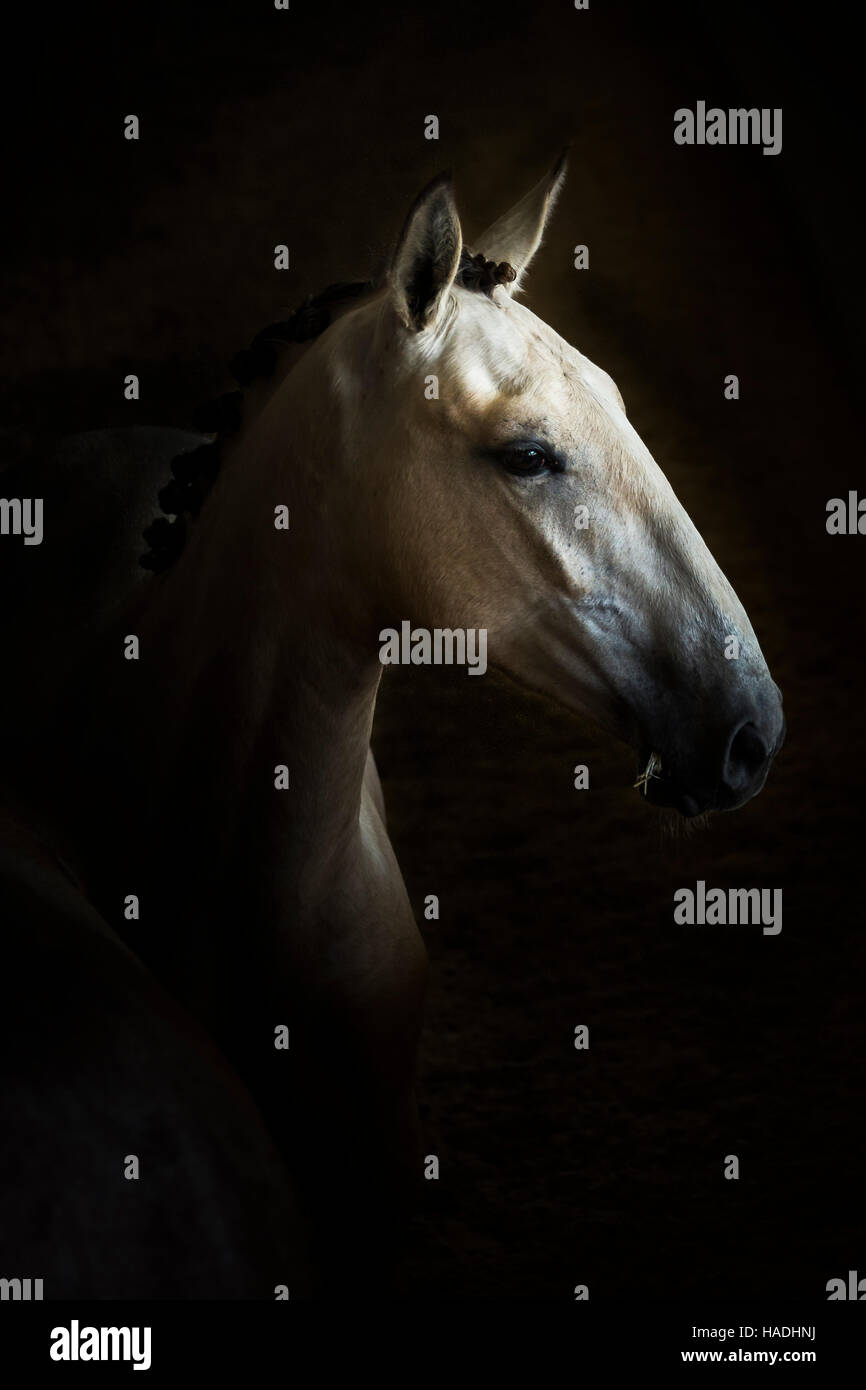 Lusitano. Portrait of young stallion with plaited mane, seen against a ...