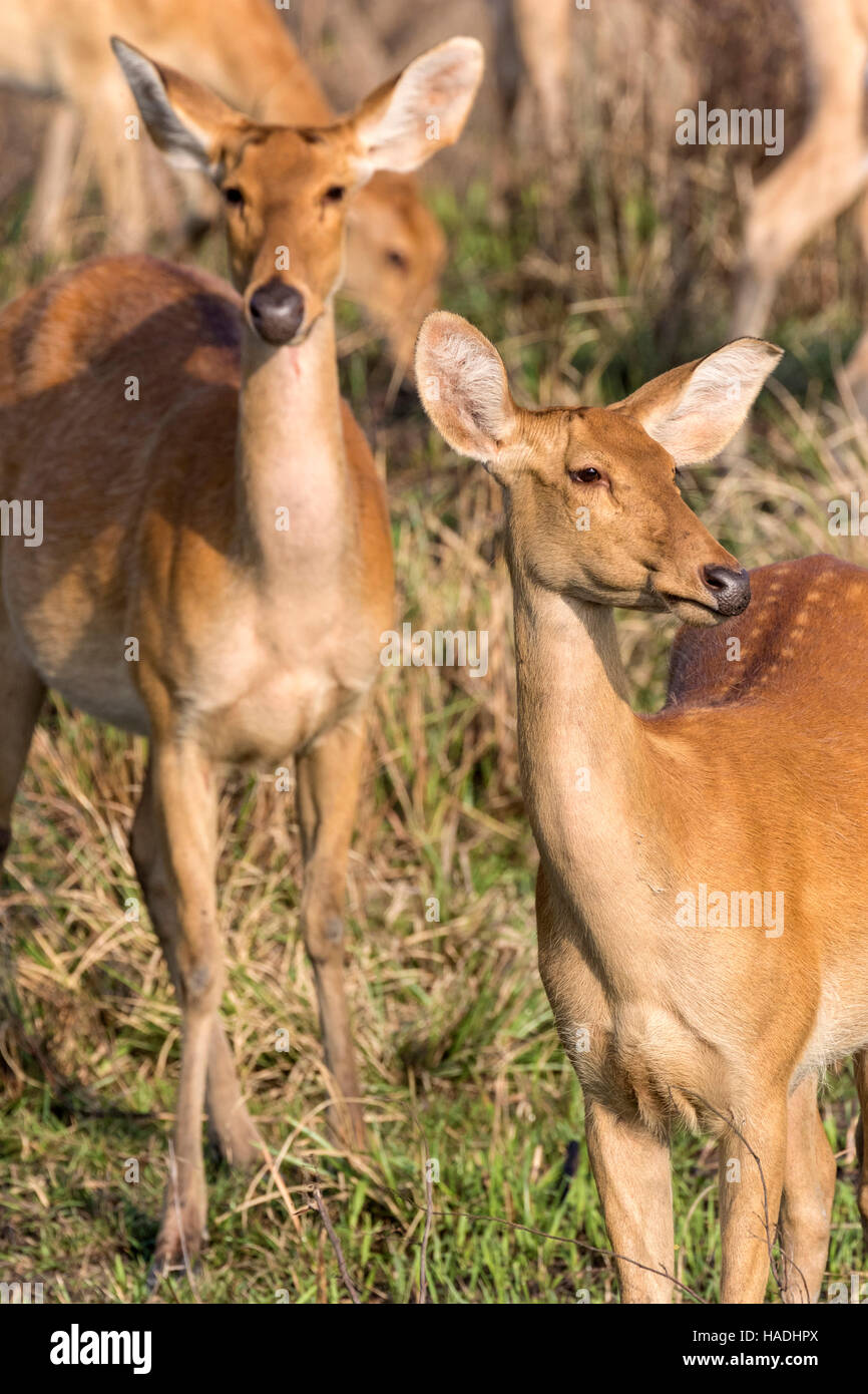 Assam Barasingha (Rucervus ranjitsinhi), two hinds on a meadow ...