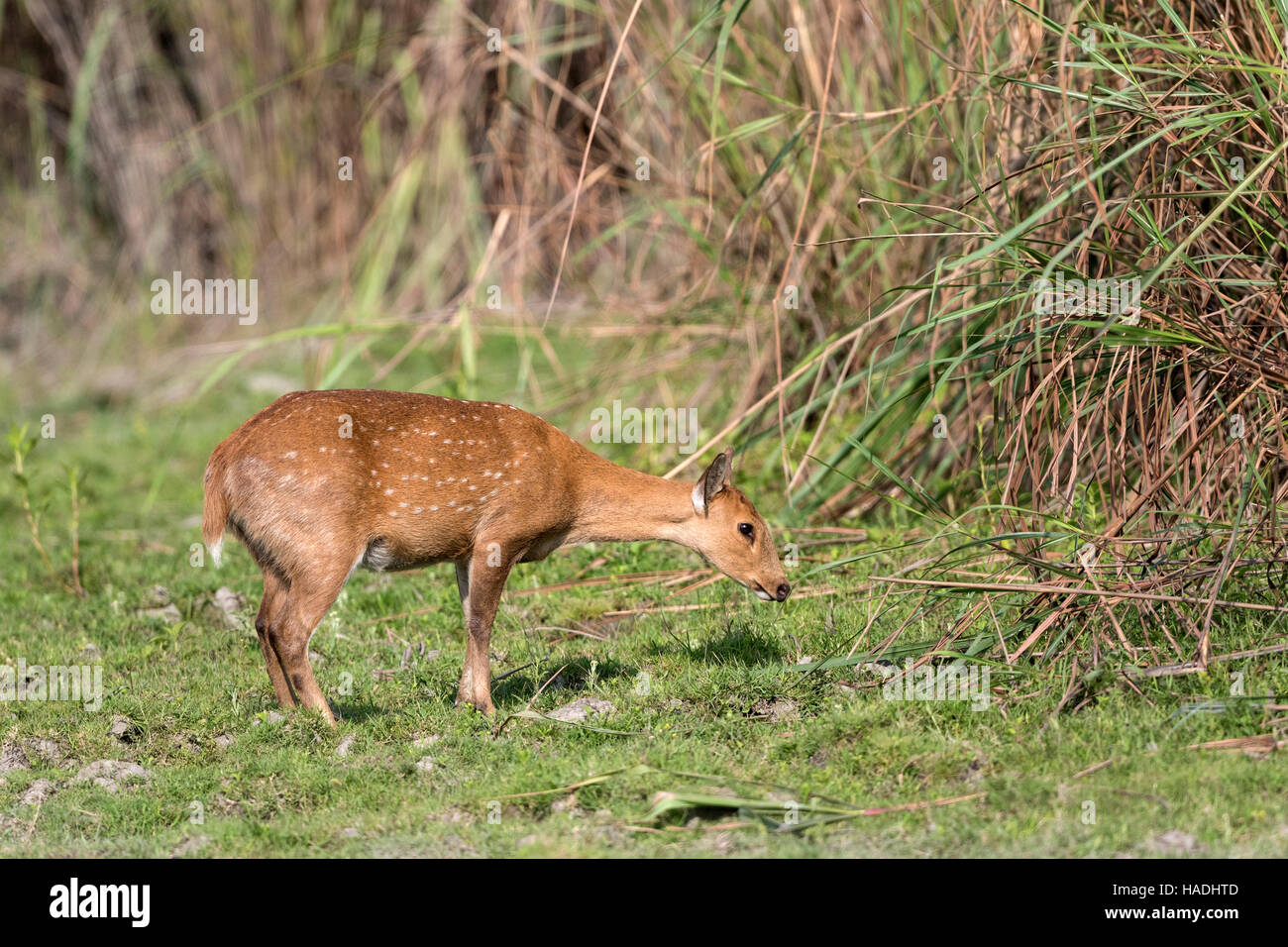 Hog Deer (Axis porcinus, Cervus porcinus), hind in front of bamboo ...