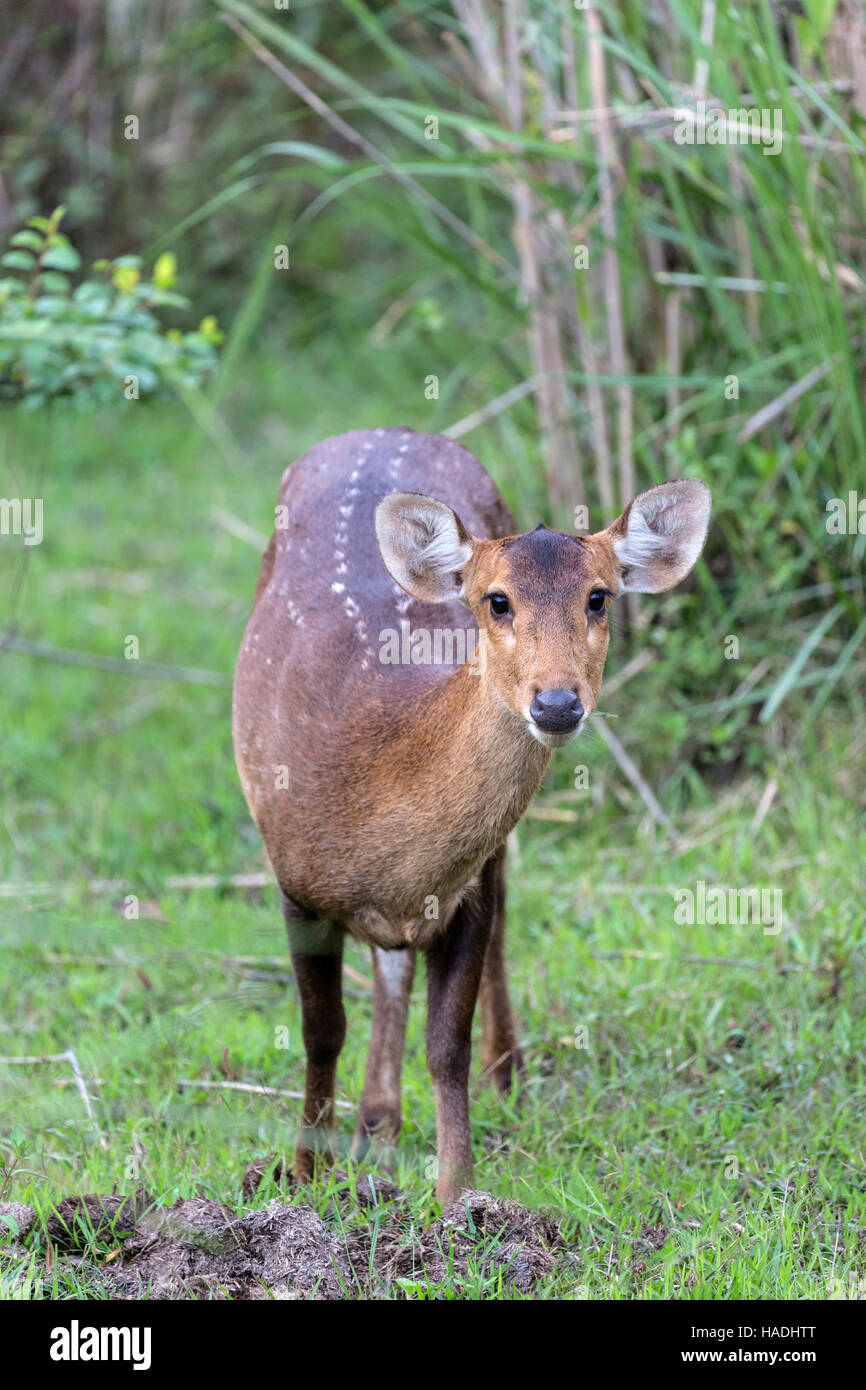 Hog Deer (Axis porcinus, Cervus porcinus), hind fontal Kaziranga ...