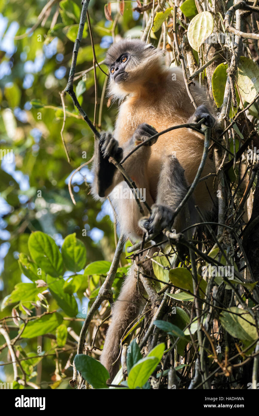 Capped langur (Trachypithecus pileatus) sitting on a branch Gibbon ...