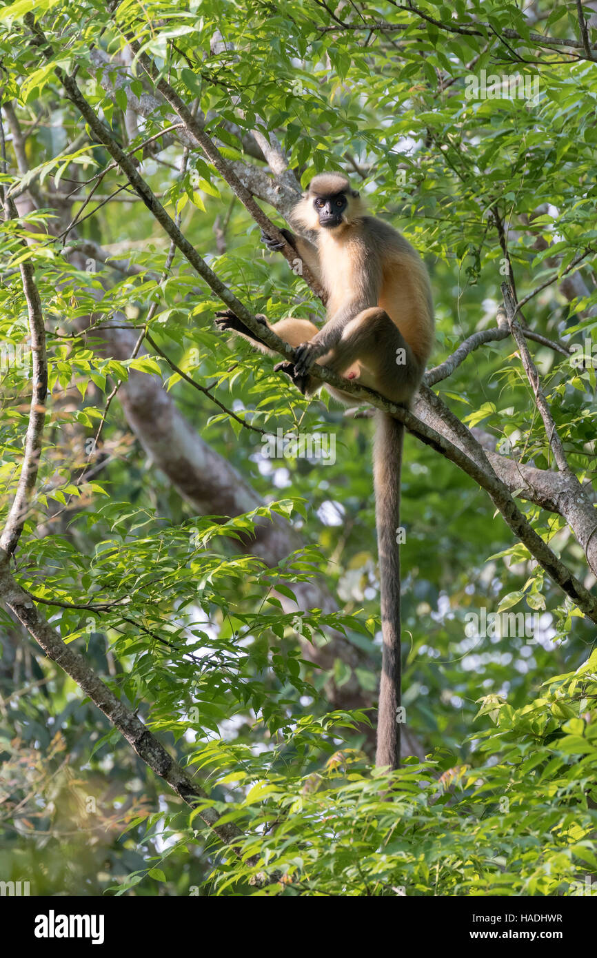 Capped langur (Trachypithecus pileatus) sitting on a branch Gibbon ...